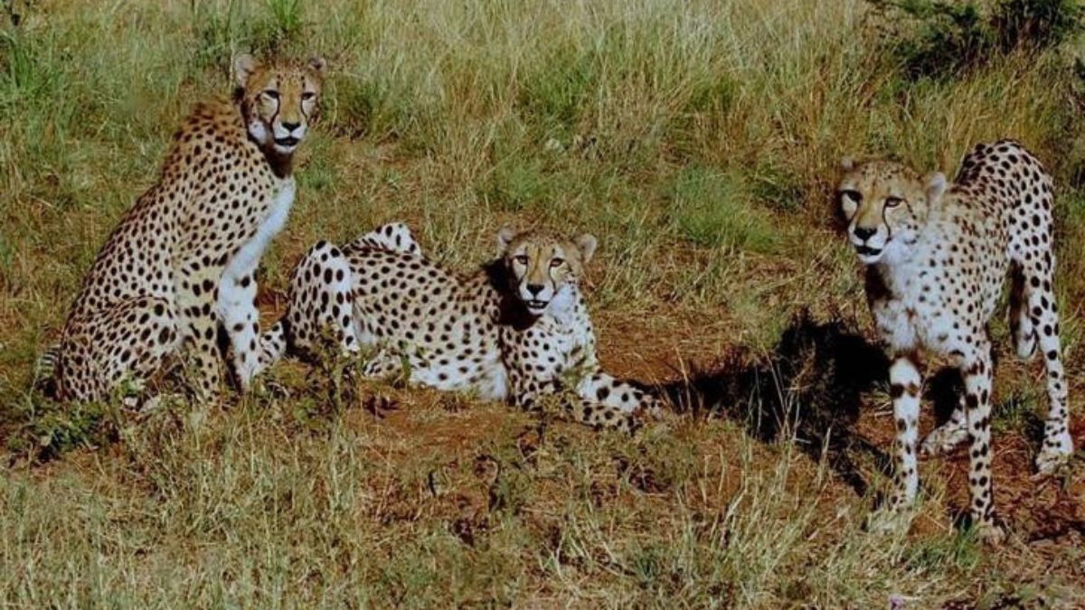 'Not Due To Radio Collars': Project Cheetah Chief SP Yadav Over Death ...