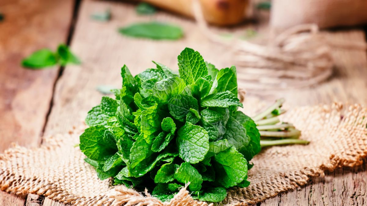 From Reducing Dark Circles To Toning The Skin: 5 Benefits Of Mint For ...