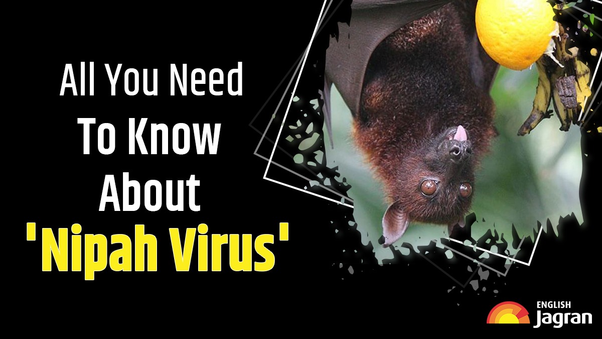 Nipah Virus Alert After Cases Rise To Four In Kerala: Causes, Symptoms, Risk Factors And ...