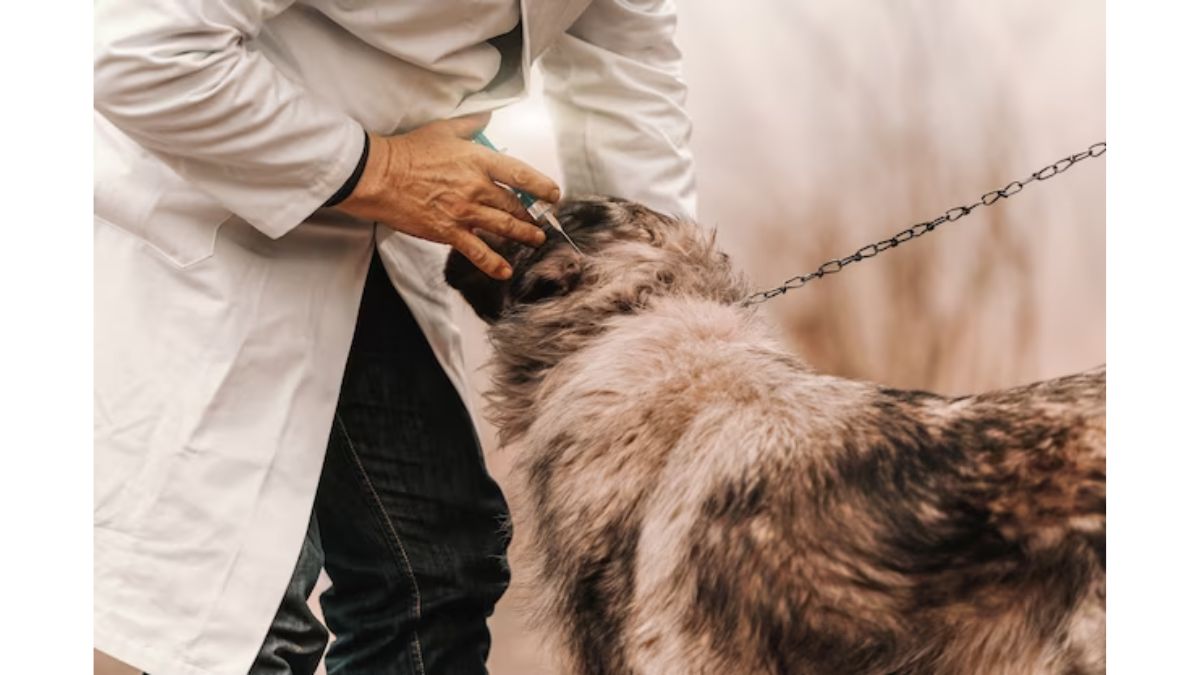 Ghaziabad 14-Year-Old Dies Of Rabies Month After Dog Bite: Know ...