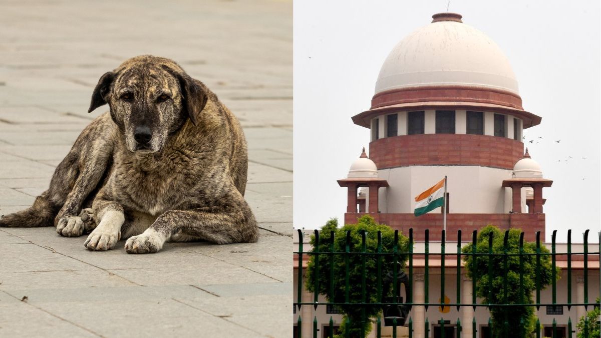 Stray Dog Menace: CJI Discusses Issue As Lawyer Appears In Courtroom ...