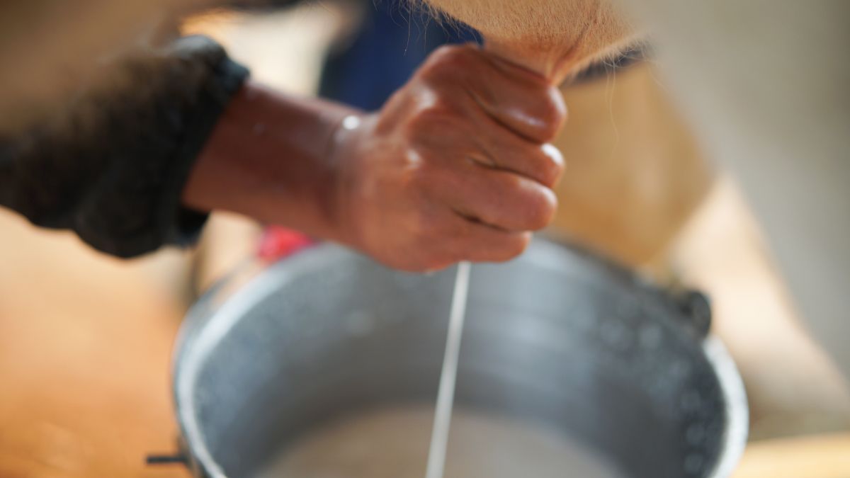 UP Govt Forms Committee To Implement Nand Baba Milk Mission To Enhance ...