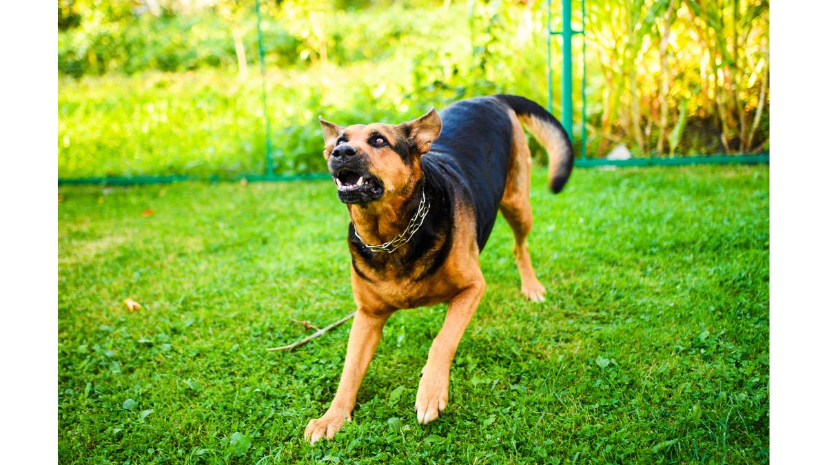 Ghaziabad 14-Year-Old Dies Of Rabies Month After Dog Bite: Know ...