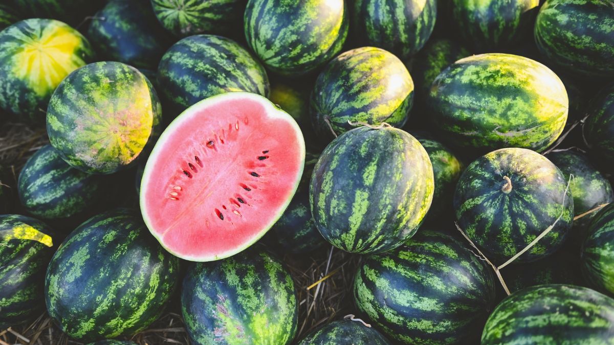 Karnataka: Watermelon Prices Skyrocket Amid Increasing Heat In Hassan ...