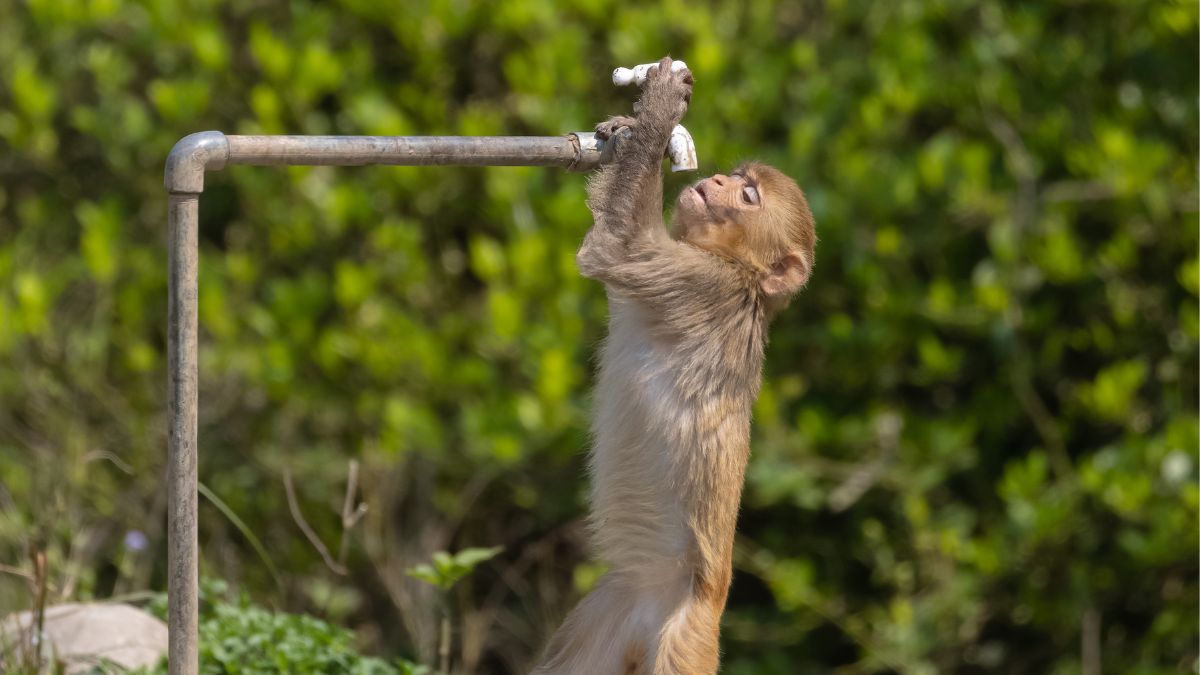 Bengaluru Water Crises: Monkeys Seeks Refuge In Residential Areas In ...