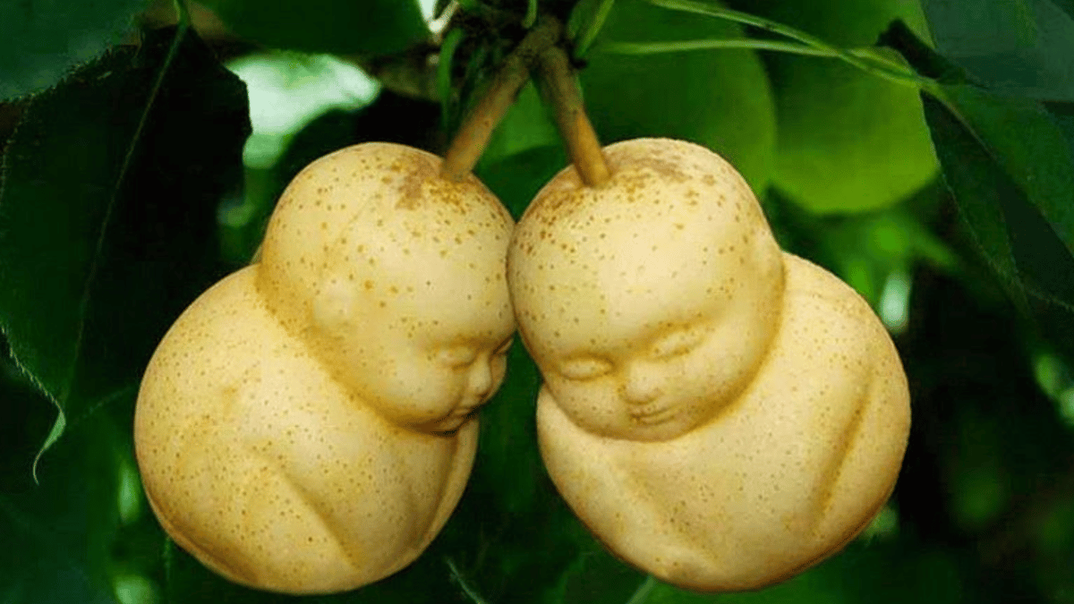 List Of Top 10 Most Expensive Fruits In The World: Yubari King Melon ...