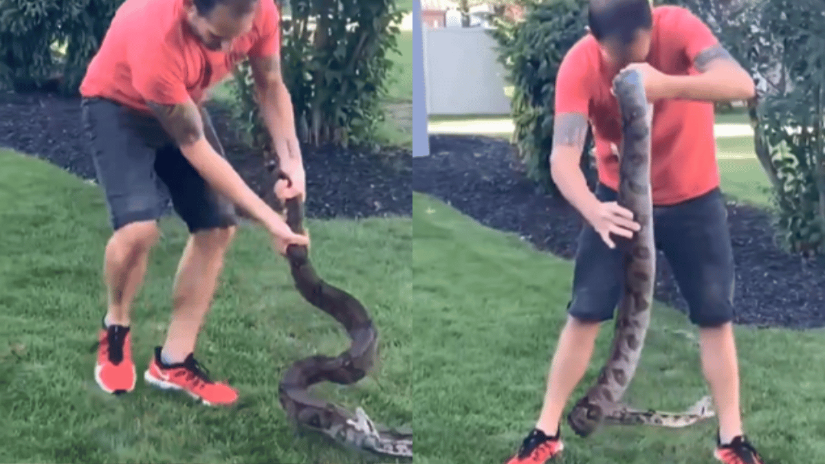 Man Mishandles Snake Leading To Deadly Attack; Viral Video Leaves ...