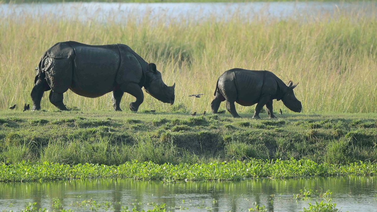 Kaziranga National Park Records Highest Footfall, Over 3 Lakh Tourists ...
