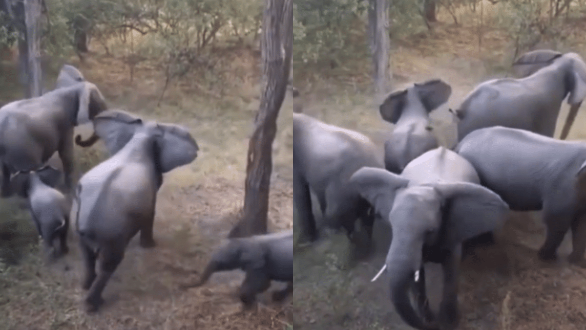 ‘Inspiration Worthy…’: Viral Video Of Elephants Protecting Their Young ...