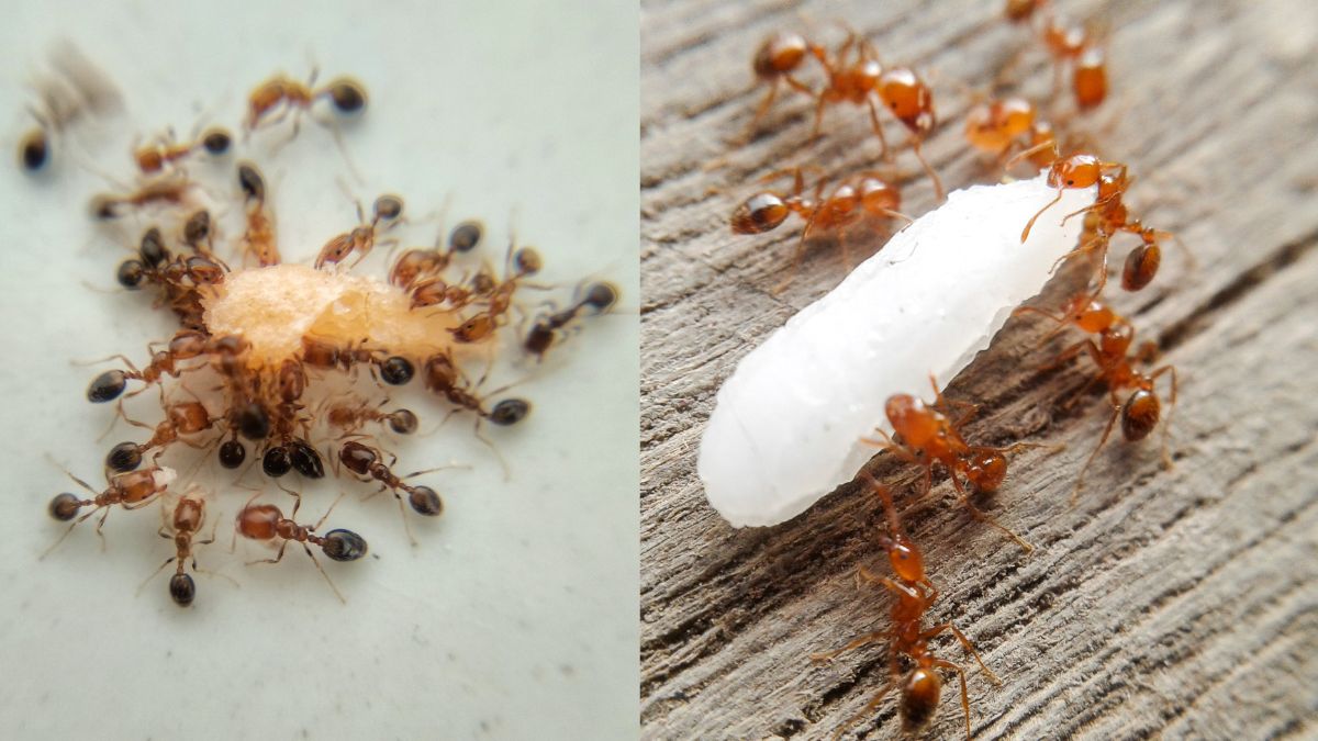 Are Red Ants In Home Good Or Bad Indication? Find Out If They Impact ...