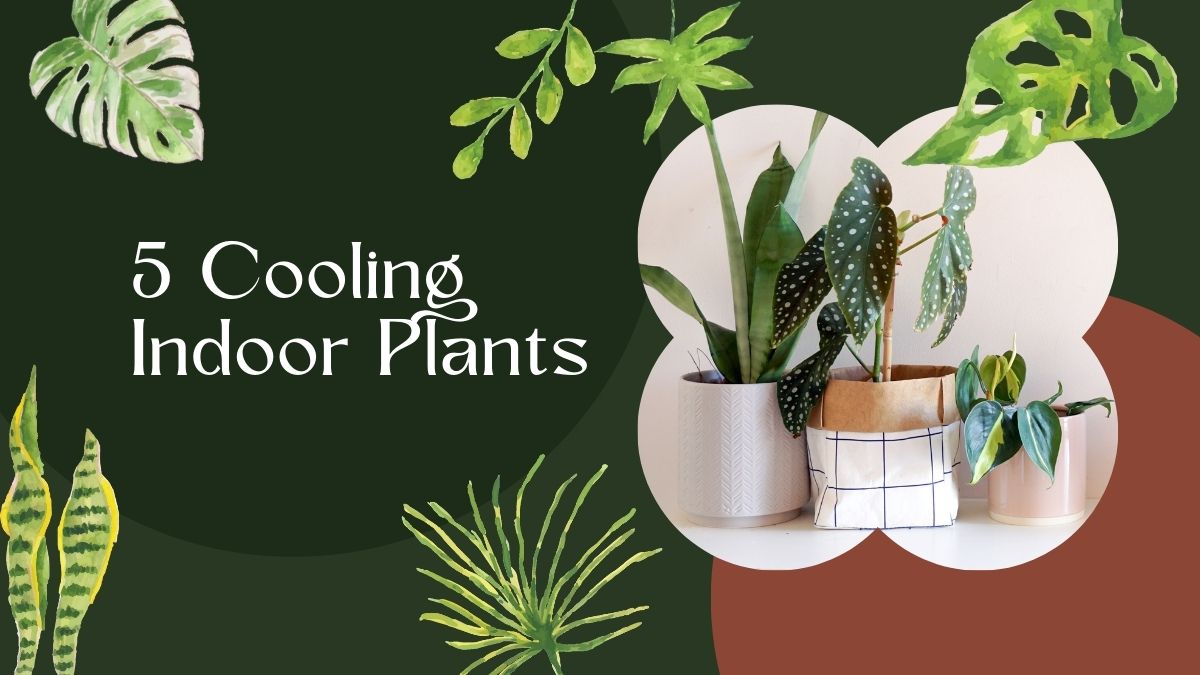 5 Effective Indoor Plants To Keep Your Room Temperature Cool
