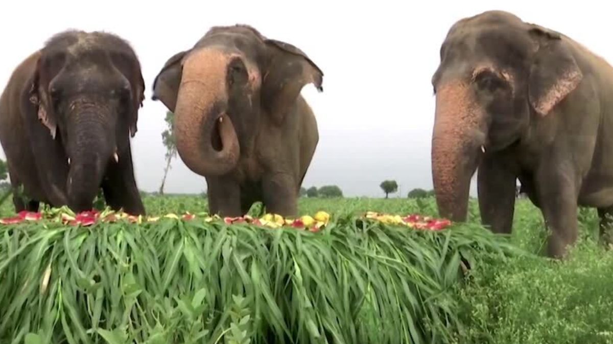 Assam: Two Forest Guards Among Three Killed In Wild Elephant Attack In ...