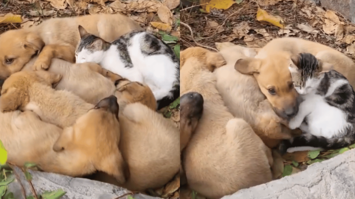 Kitten Napping With Puppies Is The Cutest Thing You Will See Today ...
