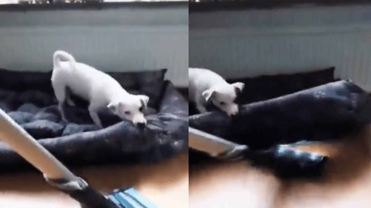 Dog Helps In Cleaning The House; Viral Video Becomes A Hit | WATCH