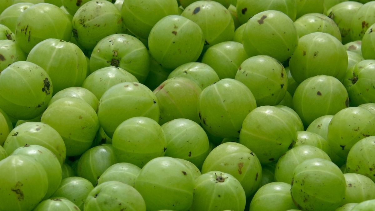 5 Reasons Why You Must Eat One Piece Of Boiled Amla Regularly