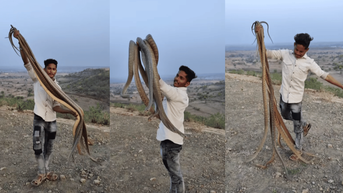 Man Holds Multiple Snakes With Bare Hands; Terrified Internet Has ...