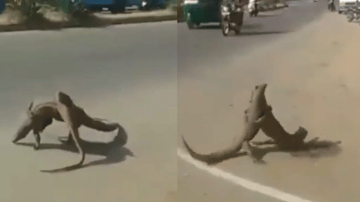 Viral Video: Monitor Lizards' WWE-Like Fight In The Middle Of The Road ...