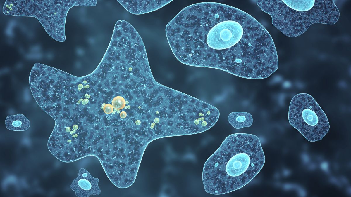 Kerala Reports Fresh Case Of PAM, Rare Infection Caused By 'Brain ...