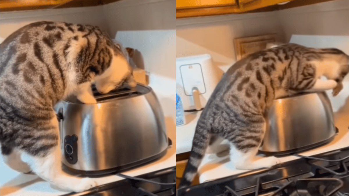 Why Not To Doubt Your Cat 101: Pet Cat Proves Woman Wrong After It ...