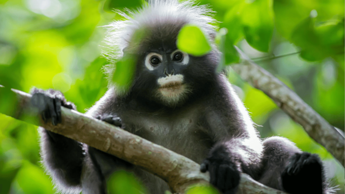 List Of 10 Endemic Species In India | Nilgiri Langur To Nilgiri Marten