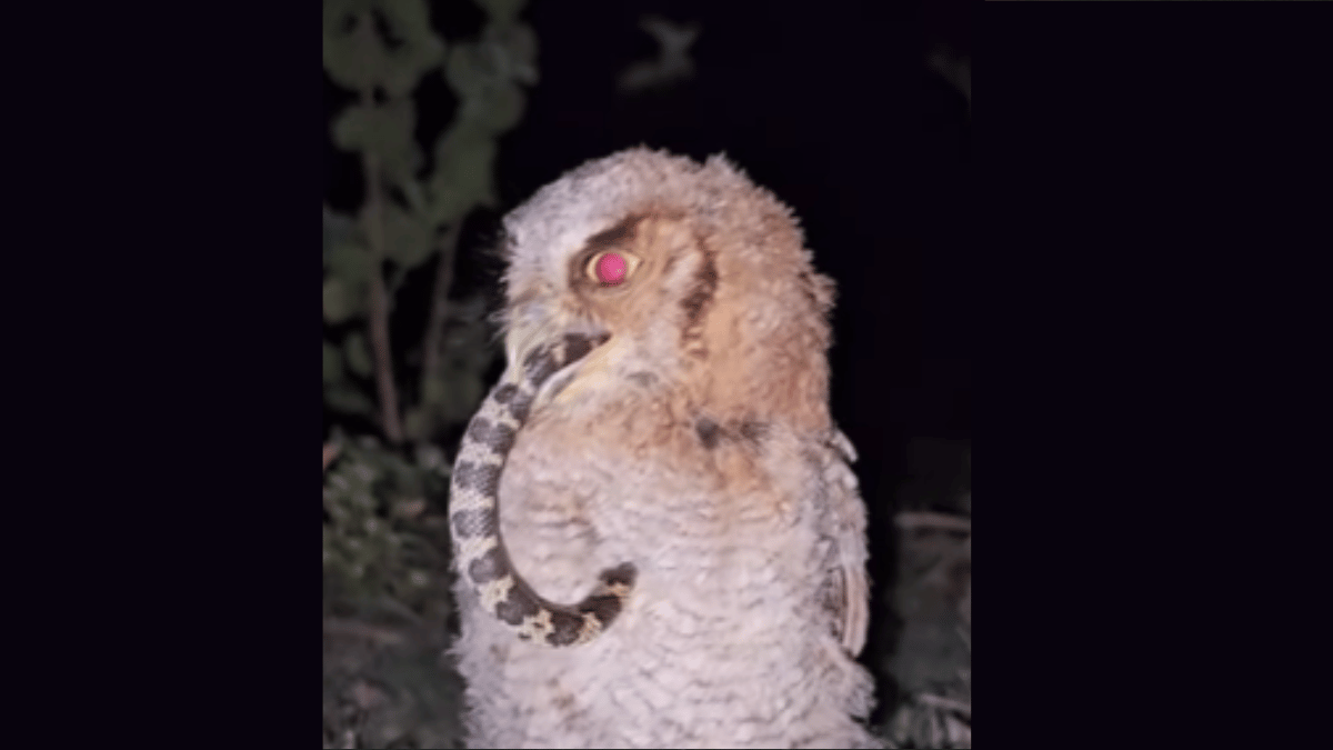 Viral Video Of Owl Eating Snake Reminds Internet Of ‘Dangling Noodles ...