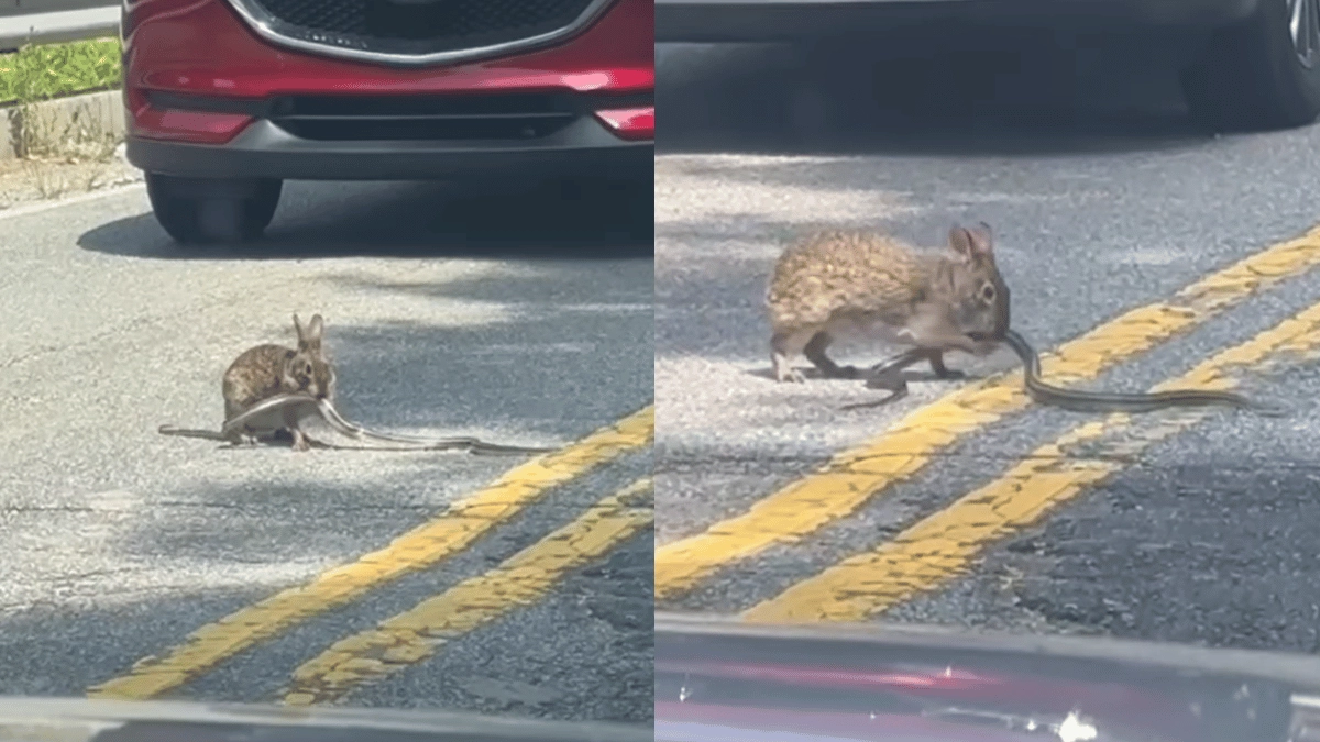 Viral Video Of Rabbit Attacking Snake On Busy Road Leaves People ...