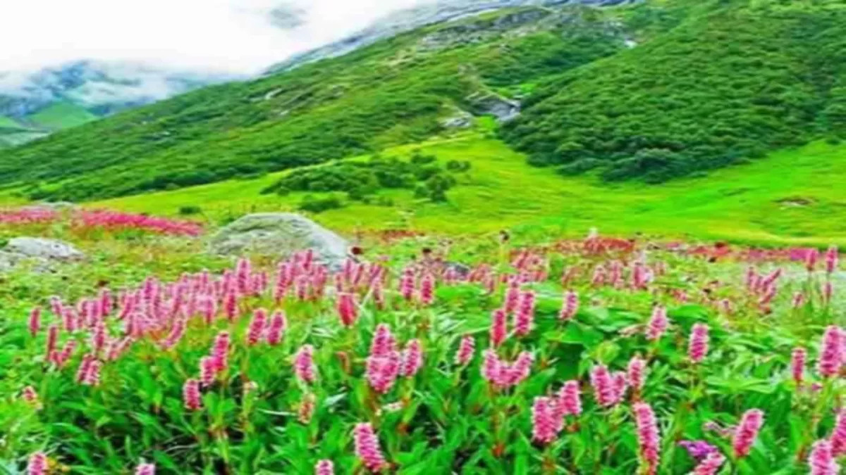 Where Is Valley Of Flowers In Chamoli at Bruce Lohr blog