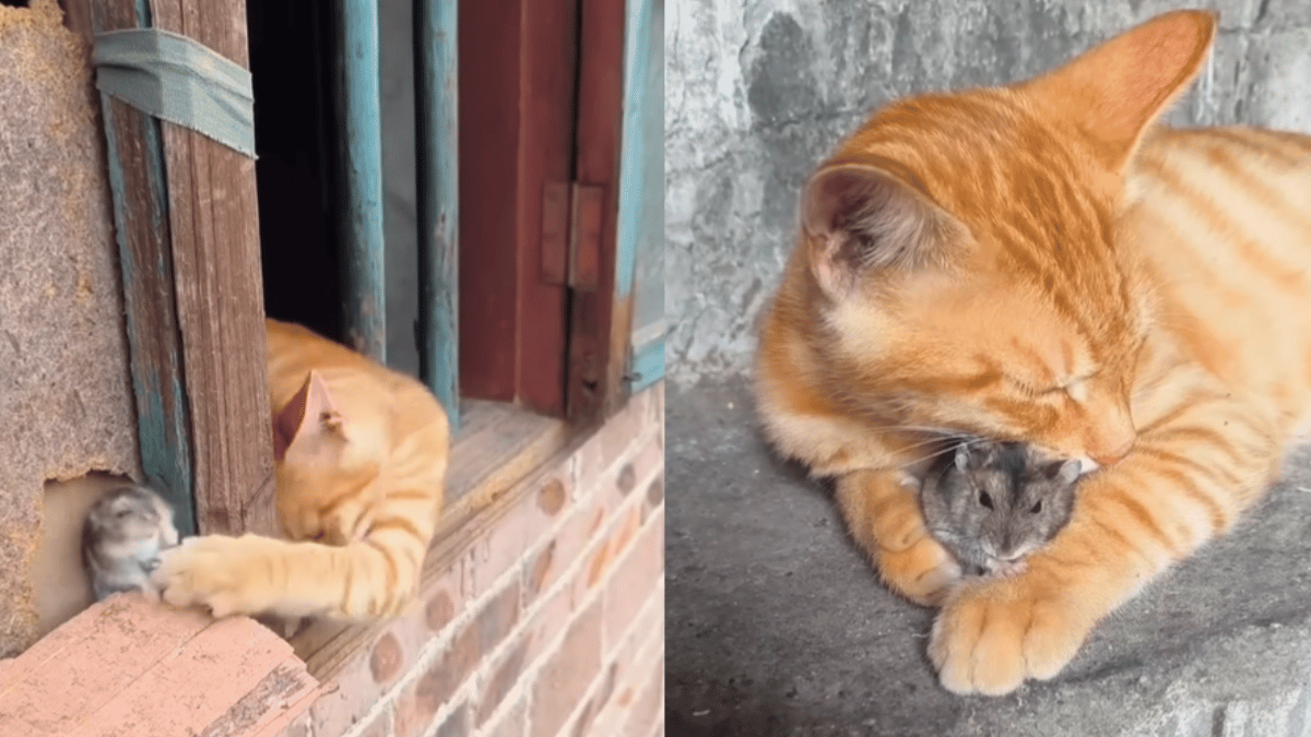 ‘Typical Orange Cat Behaviour’: Adorable Video Of Cat Cuddling Rat Goes ...
