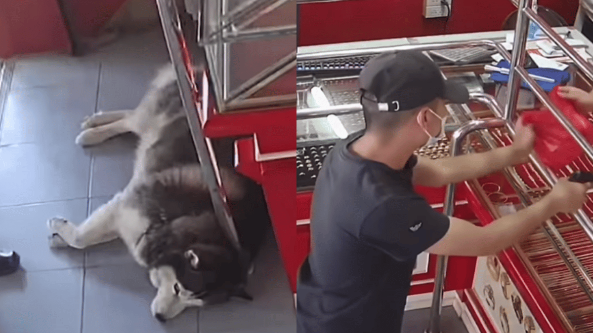Guard Dog Adorably Fails Alarm Day Training Amid Fake Robbery; Internet ...