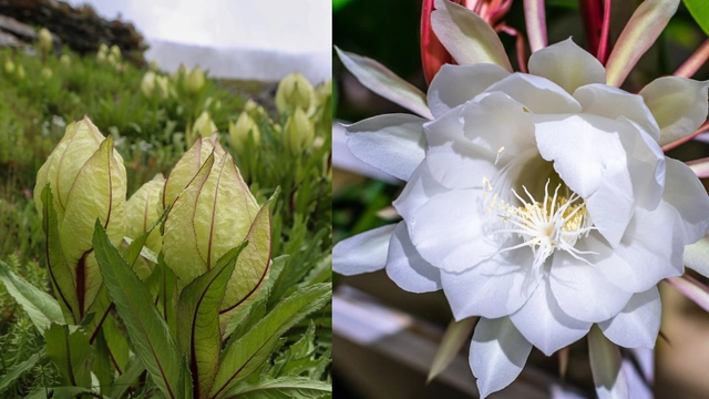 What Is Brahma Kamal? Know About This Sacred Flower Saussurea Obvallata ...