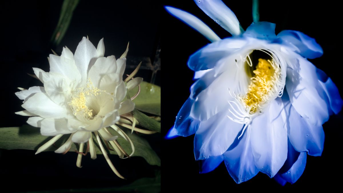 What Is Brahma Kamal? Know About This Sacred Flower Saussurea Obvallata ...