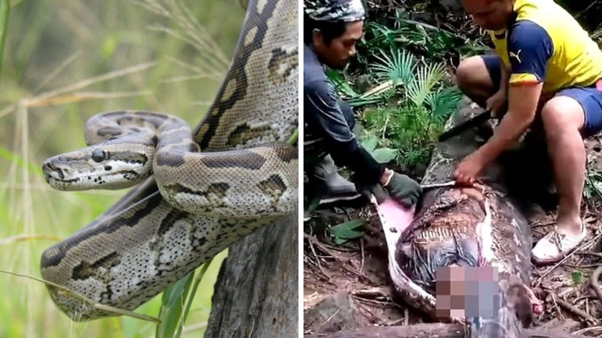 VIDEO: Massive 16-Feet Python Swallows Woman Whole In Indonesia