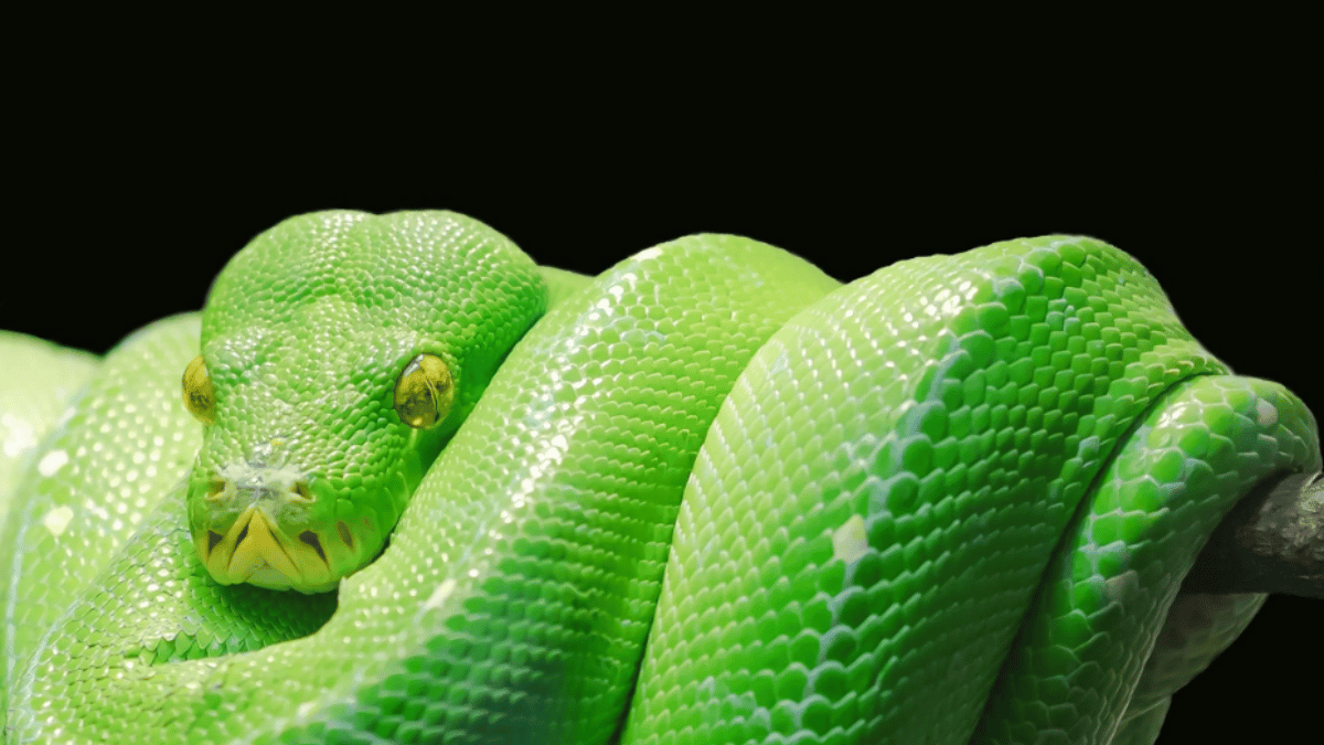 Man Travels With Giant Pythons In Crowded Metro; Internet Is Too ...