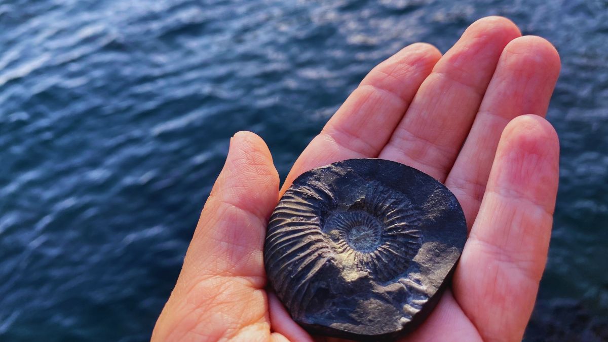 What Is Shaligram Shila Form Of Lord Vishnu? Know Significance And ...