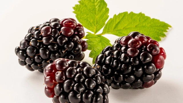 Health Benefits Of Boysenberry: 5 Incredible Advantages Of Adding This ...