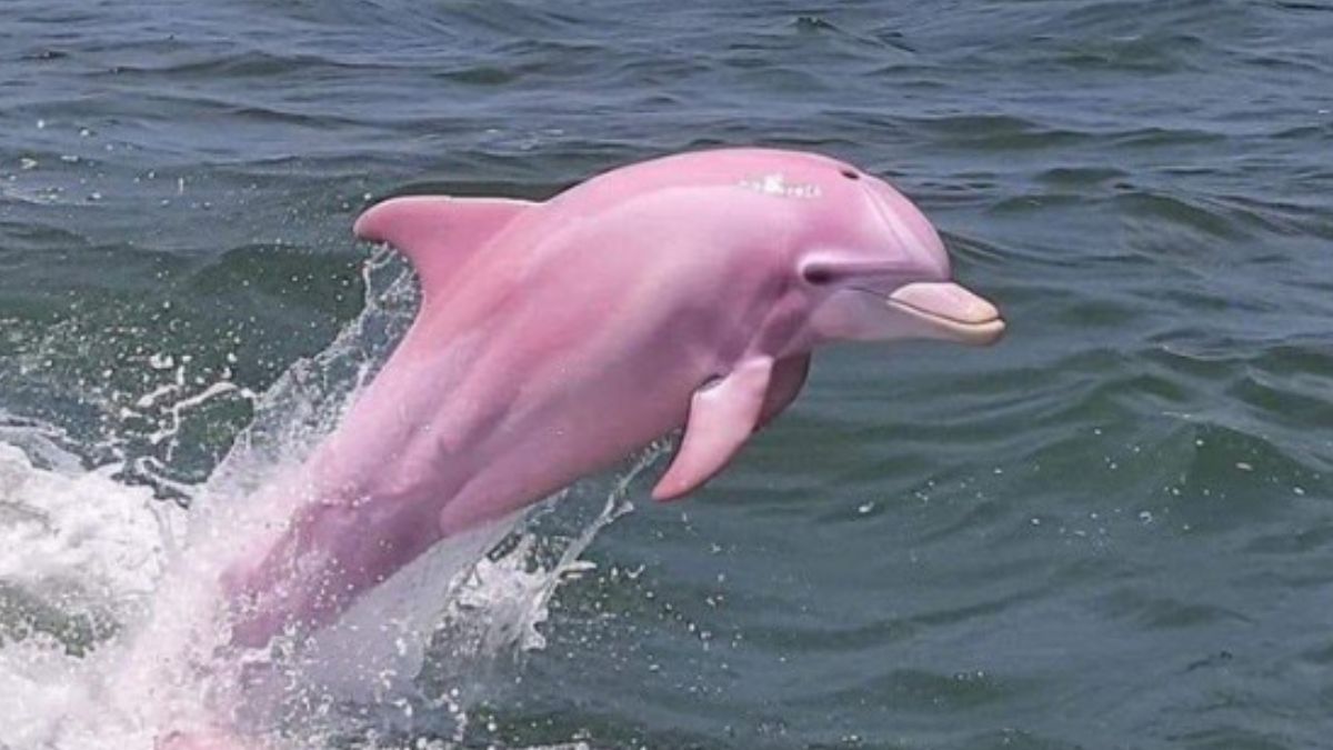 Is It Real? Netizens Amused After Images Of Rare Pink Dolphin Goes ...