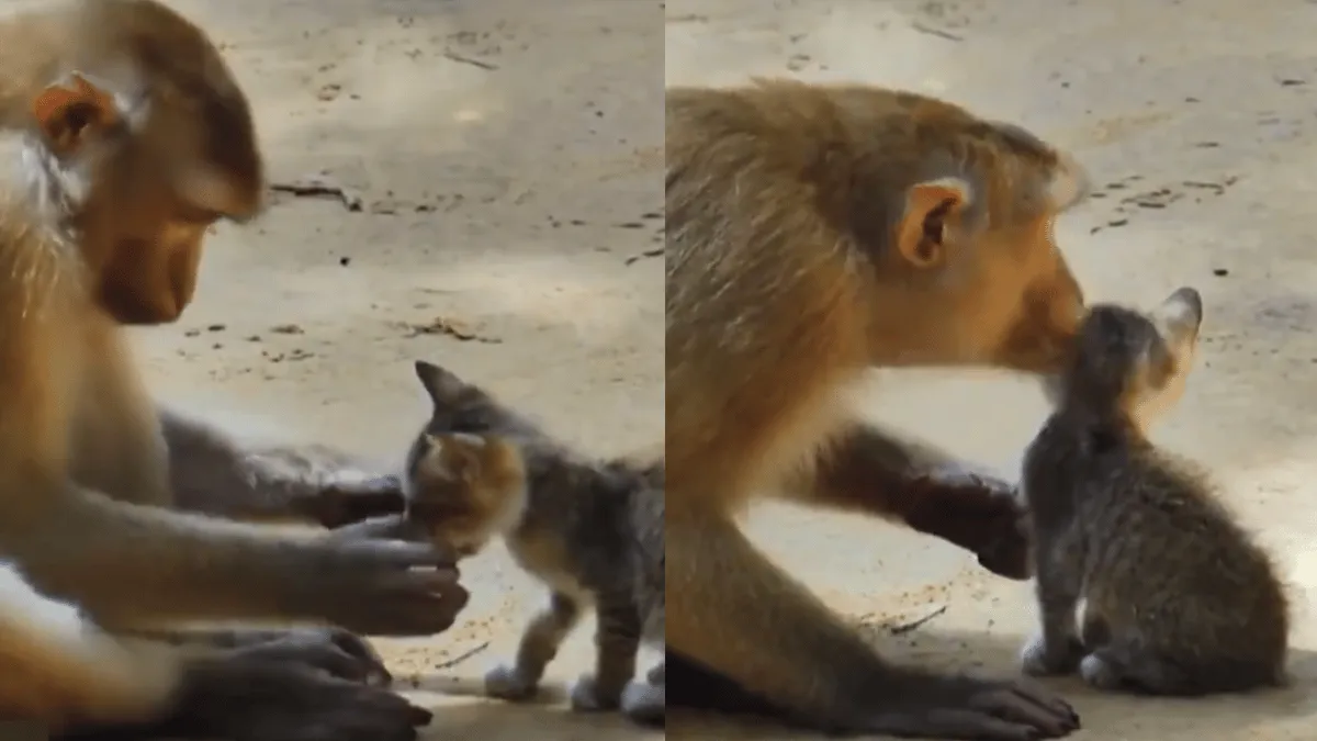 Monkey Lovingly Hugs Kitten, Plays With Its Whiskers; Viral Video ...