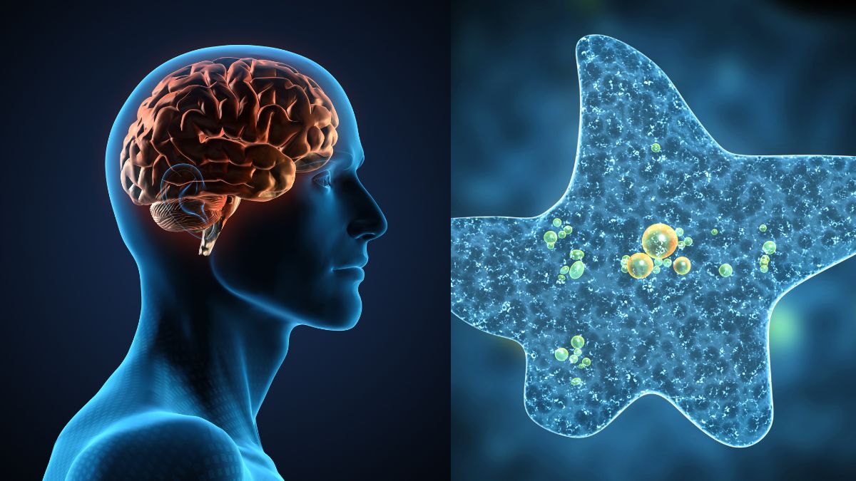 BrainEating Amoeba: Summers Hidden Threat