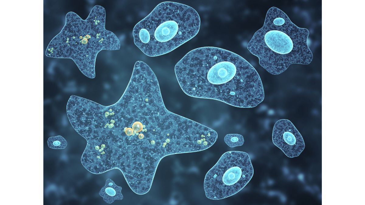 Brain-Eating Amoeba In Kerala: Causes, Signs, Symptoms And Ways To ...