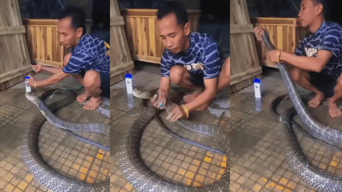 Viral Video: Man Shampoos Giant Snake; Internet Has Questions