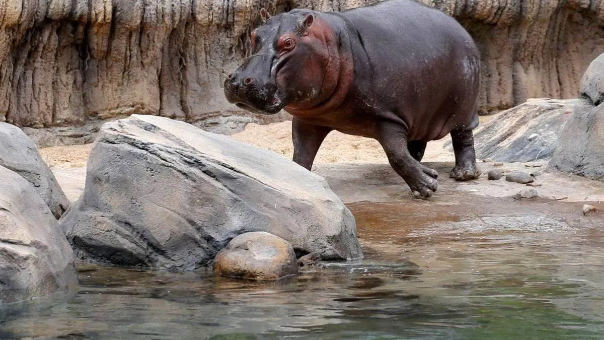 Hippos Can Fly? Scientists Claim Giant Creature Can Become ‘Airborne’