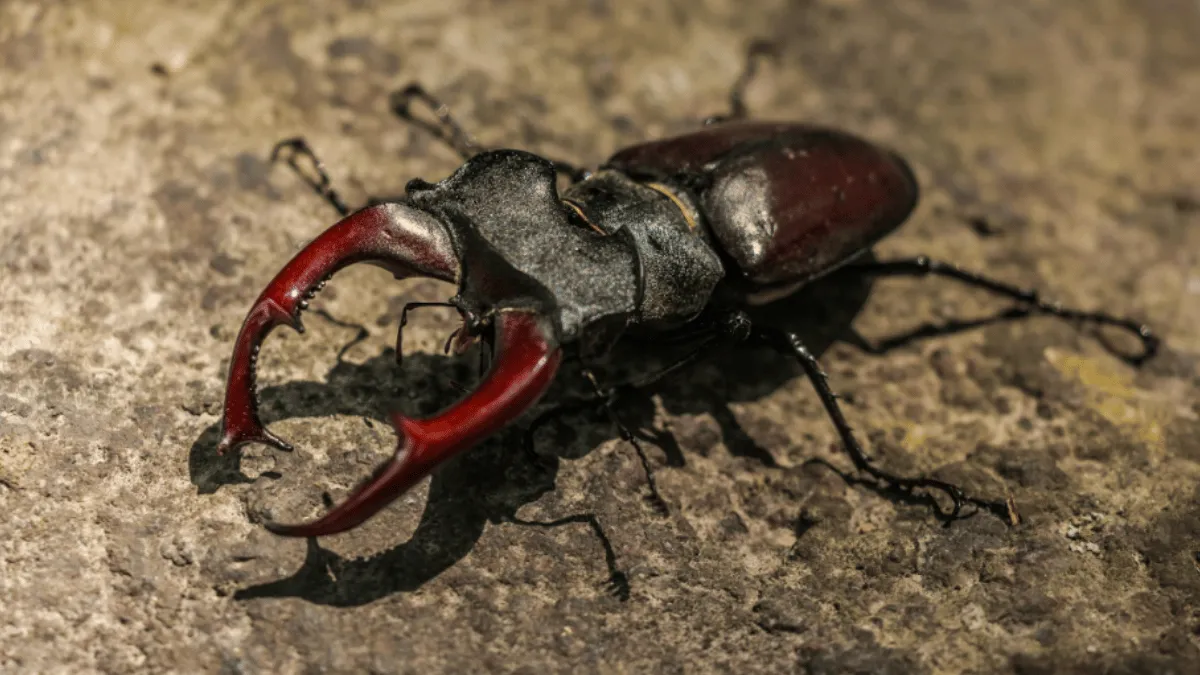World's Costliest Insect Stag Beetle Is Worth Rs 75 Lakh; Know Why ...