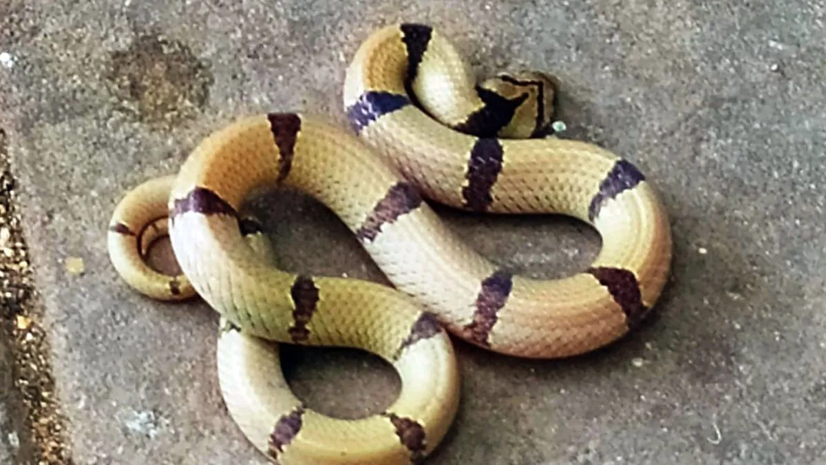 UP Man Claims Snake Bites Him Every Saturday, 7 Incidents In 40 Days ...