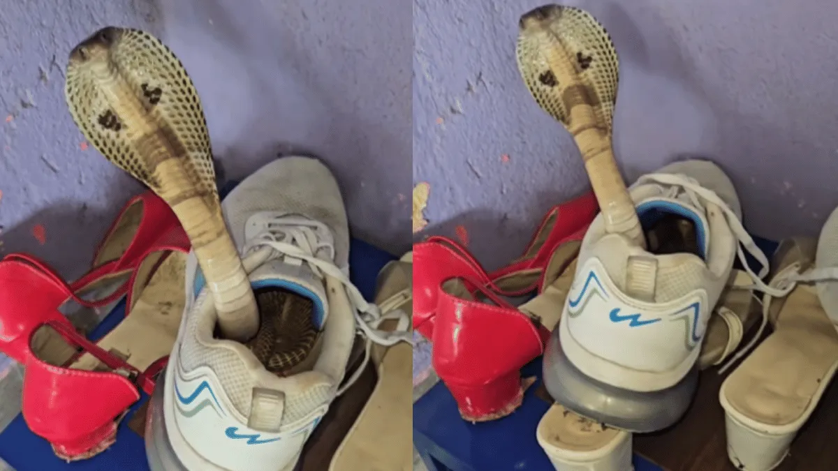 Viral Video Of Cobra Inside A Shoe Leaves Internet Horror-Struck