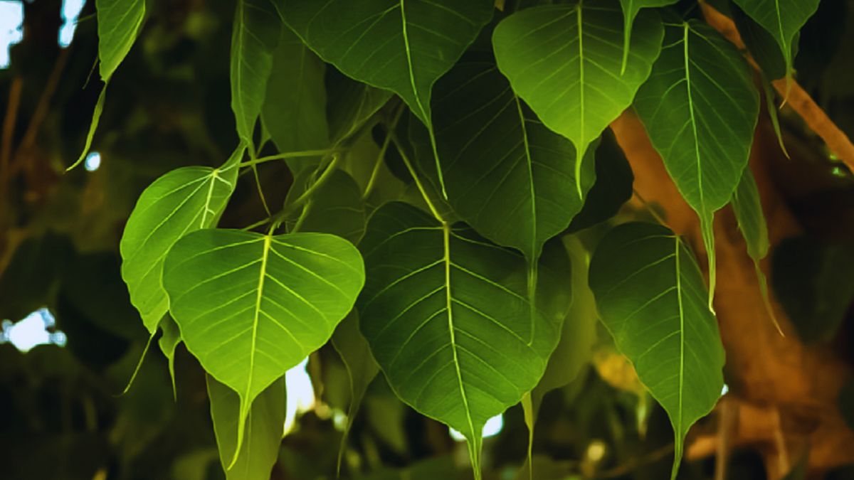 5 Benefits Of Worshipping Peepal Tree As Per Astrology To Attract Good ...