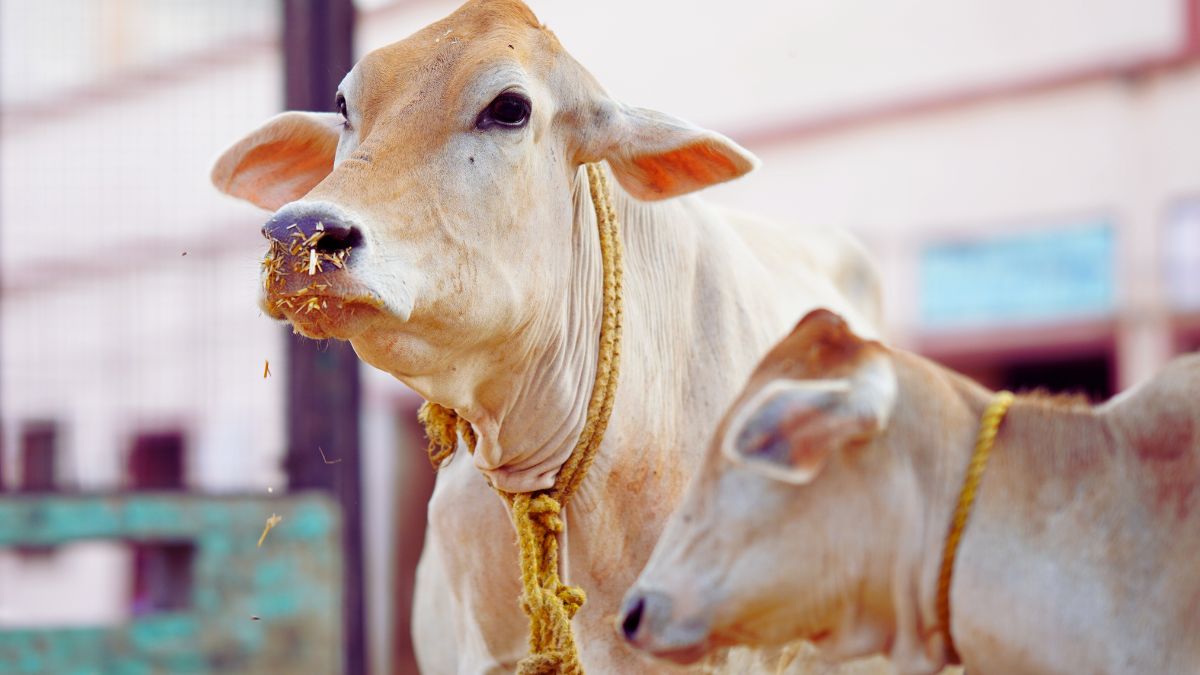 Gopadma Vrata 2024: Date, Time, Significance And Rituals Of This Sacred ...