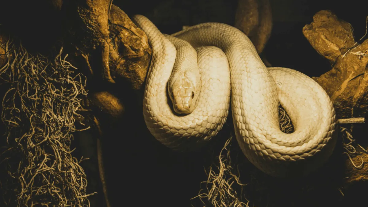 15-Foot Python Attacks Man In An Attempt To Swallow Him; Gets Stoned By ...