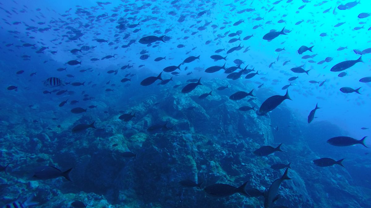 Dark Oxygen: Scientists Find Another Source Of Oxygen In Deep Ocean ...