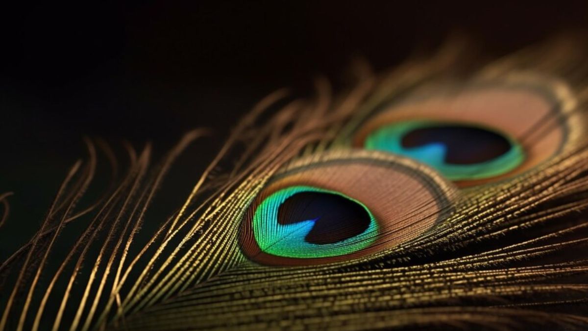 4 Best Advantages Of Using Peacock Feathers To Attract Good Luck And ...