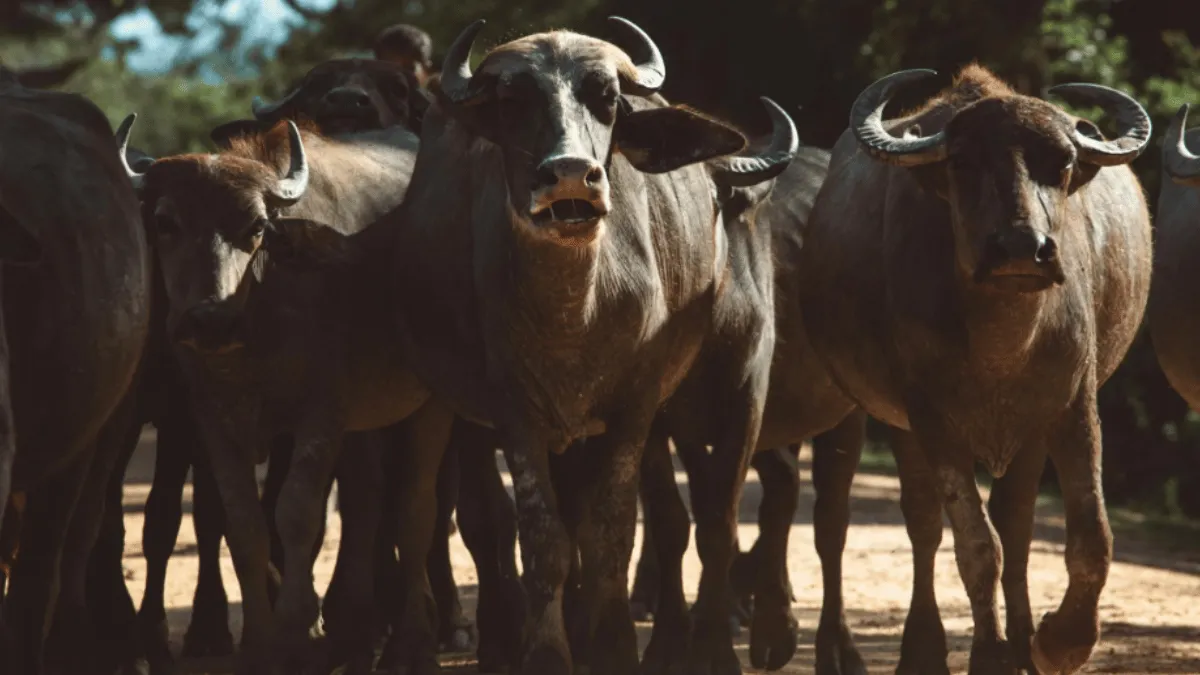 Viral Video: Massive Bull Attacks Bikers; Triggers Chaos On Busy Road